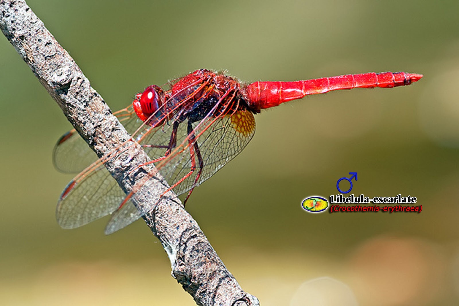 Zoologia: Libelula-escarlate (Crocothemis-erythraea)